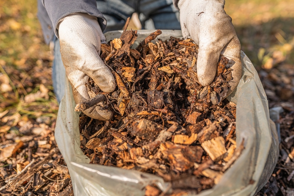 What are the benefits of mulching existing trees?