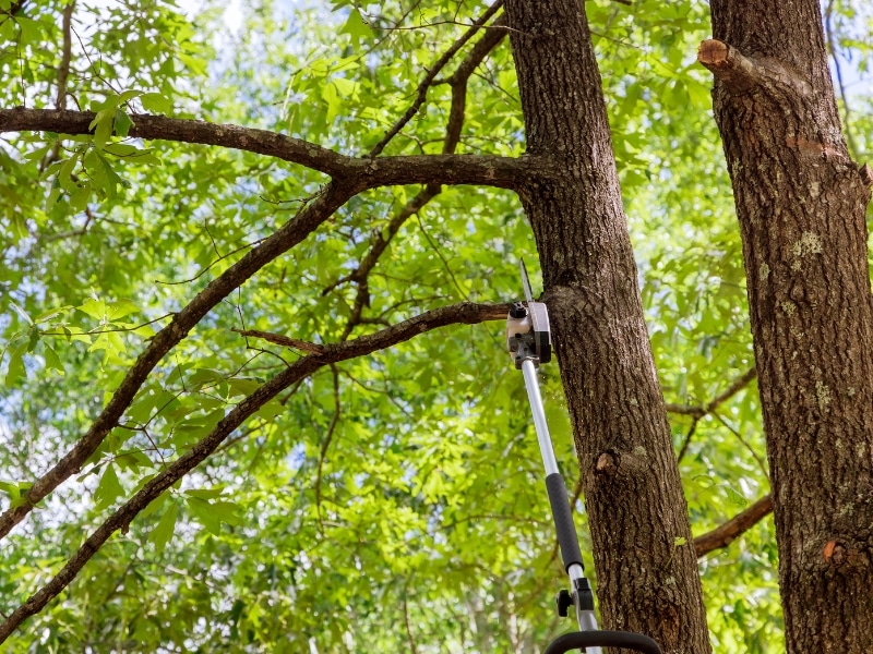 How Can You Fix an Over-Trimmed Tree?