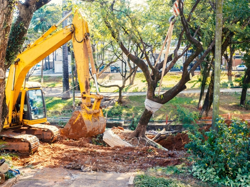 What It Costs to Remove a Dead Tree in Public or Common Areas