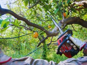 Pruning Citrus Trees: How Often and When to Cut for Results
