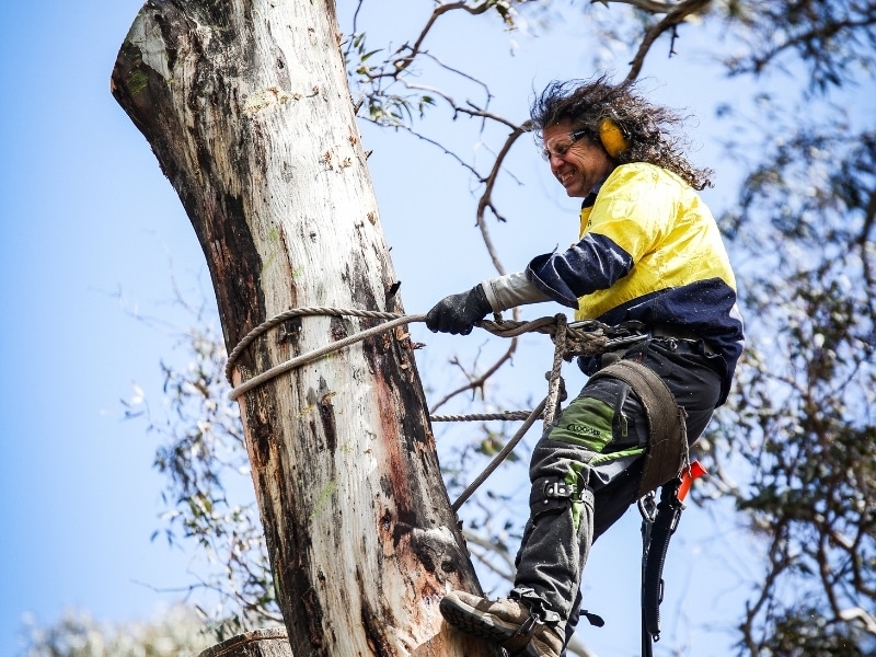 What Safety Precautions Are Needed for Ash Tree Removal? - The Yard