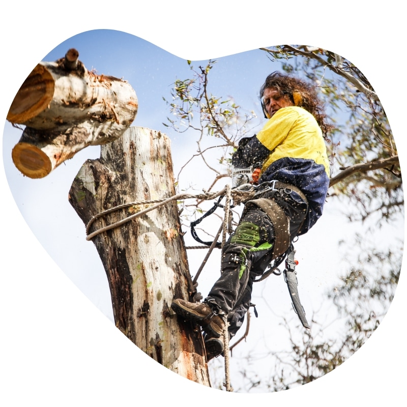 Tree Removal & Tree Services Newport VIC 3015 - The Yard